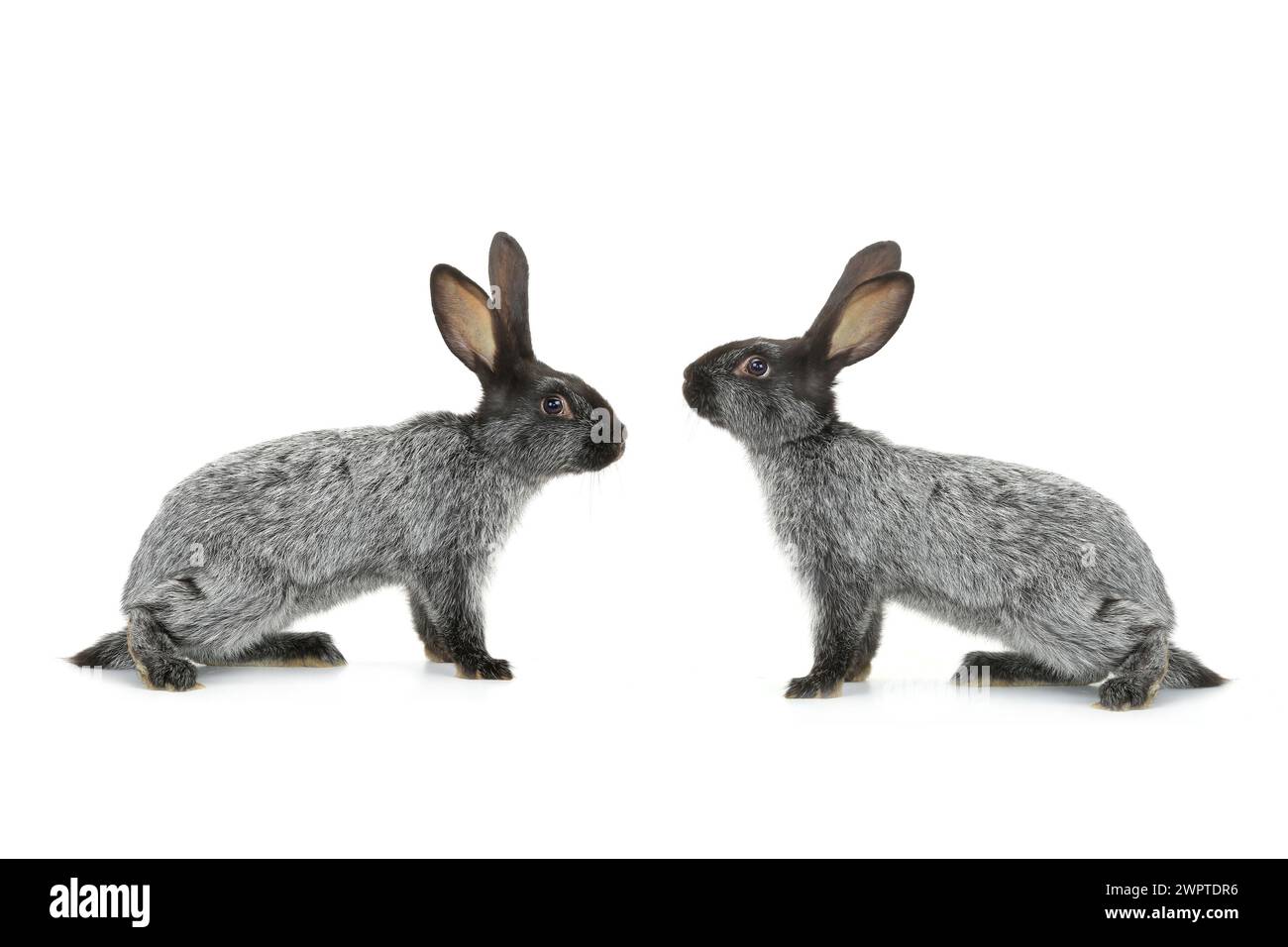 Two adorable rabbit on hi-res stock photography and images - Alamy