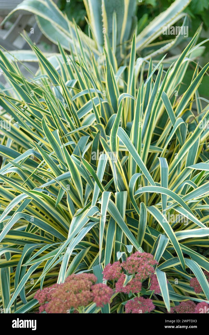 Yucca bright edge hi-res stock photography and images - Alamy