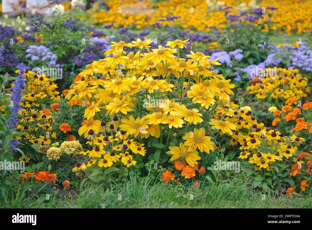 Summer flower bed, coneflower (Rudbeckia hrita), EGA-Park, Erfurt, 81 ...