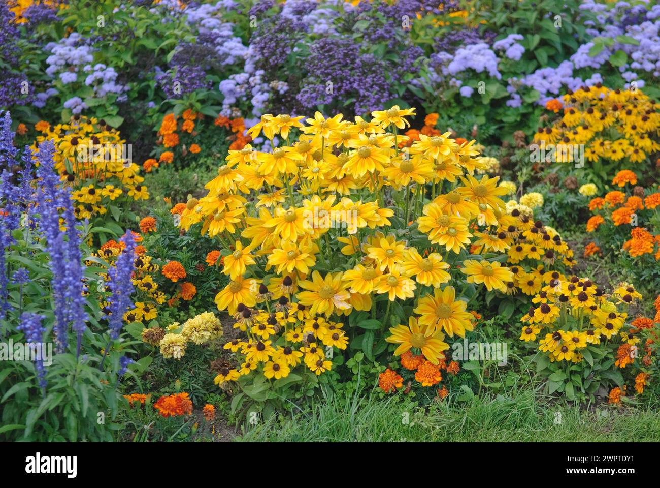 Summer flower bed, coneflower (Rudbeckia hrita), EGA-Park, Erfurt, 81 ...
