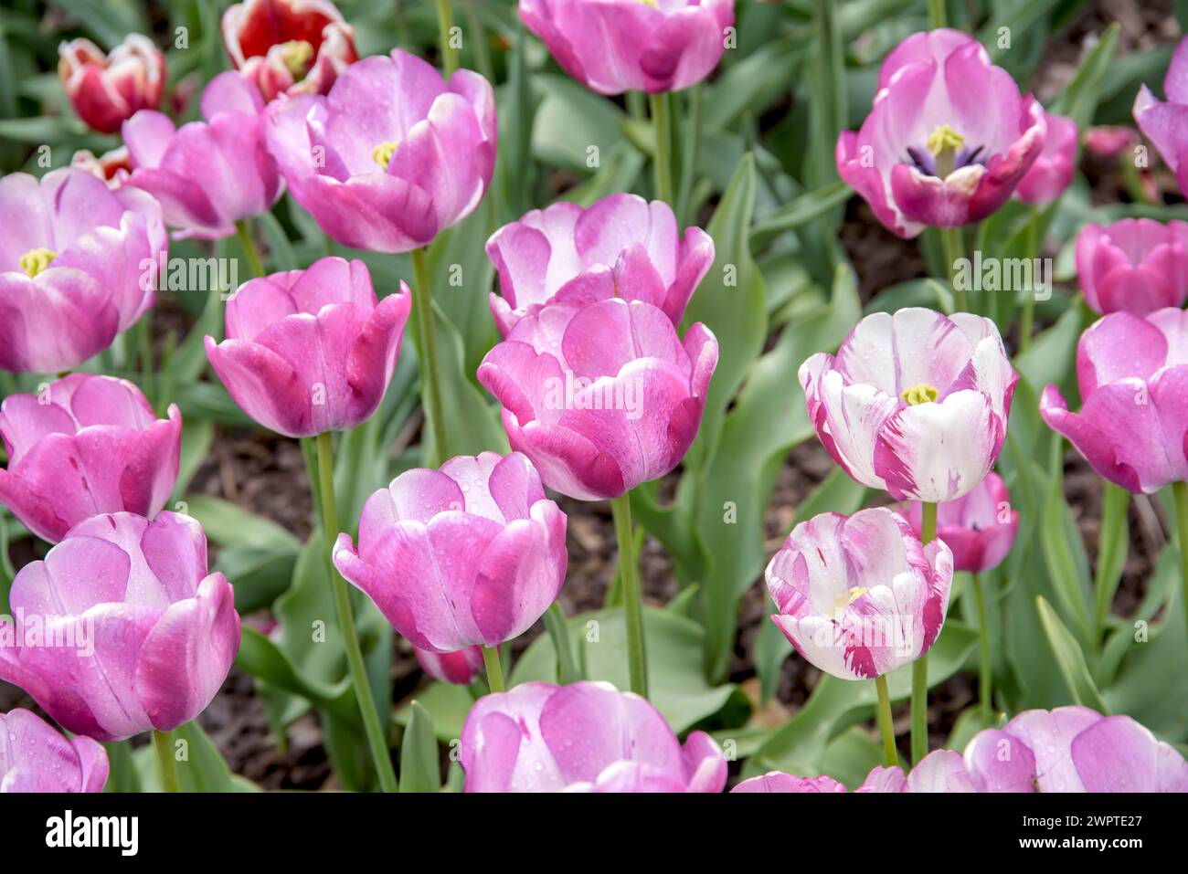 Tulip (Tulipa 'Shirley Dream'), Pruhonice Dendrological Garden ...