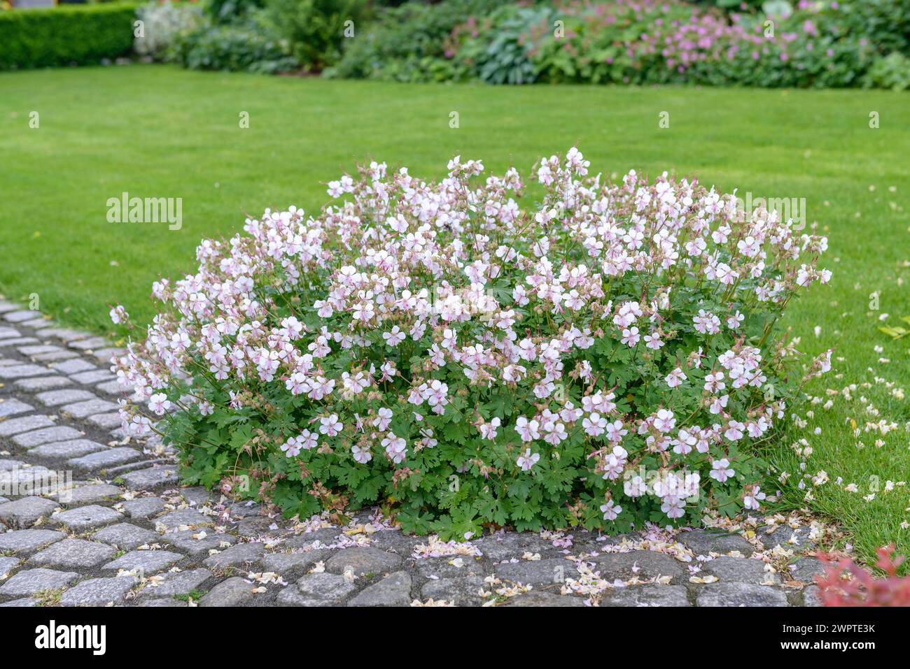 Cranesbill (Geranium x cantabrigiense 'Biokovo'), flowering hedge, An ...