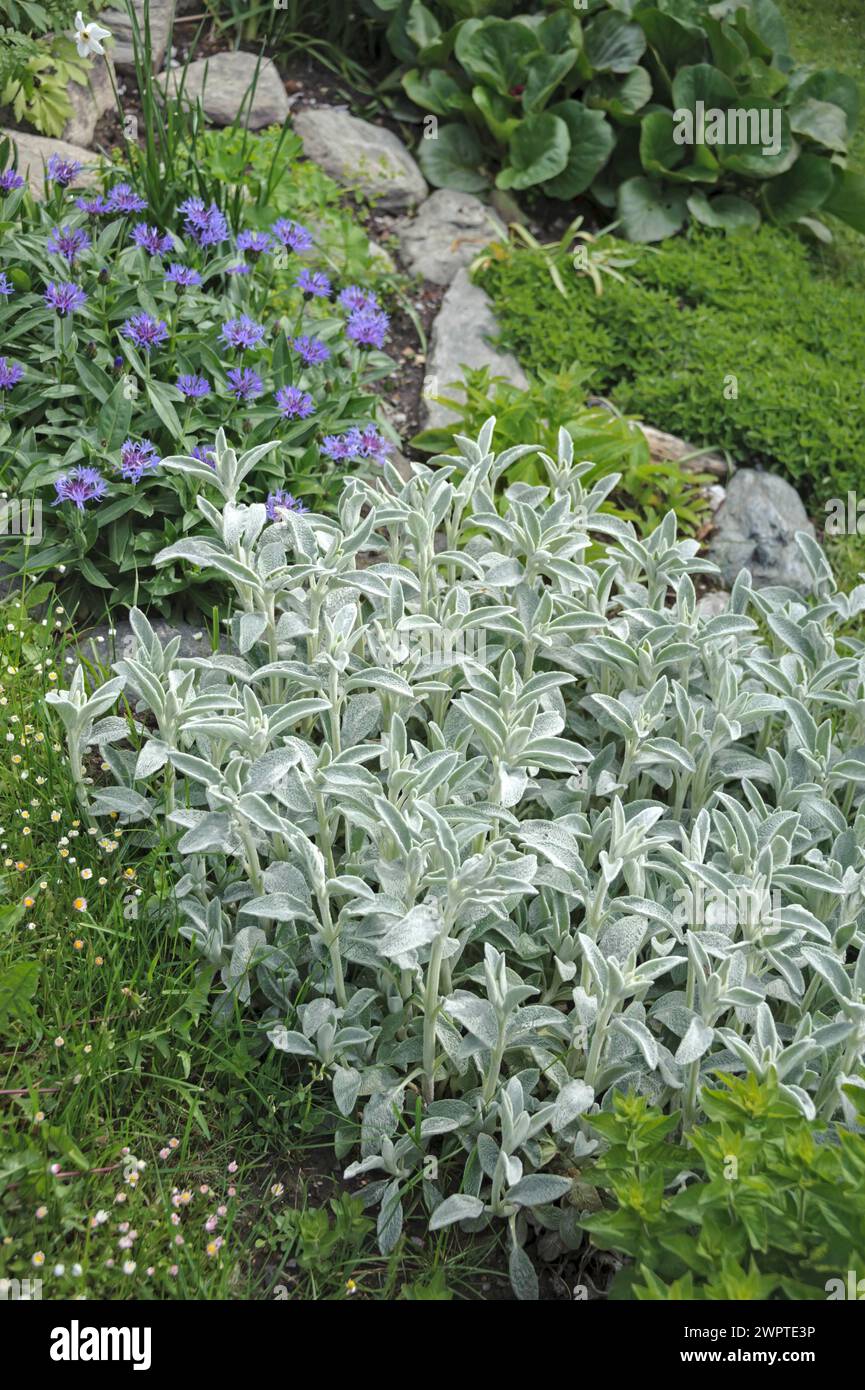 Woolwort (Stachys byzantina), perennial cornflower (Centaurea montana ...