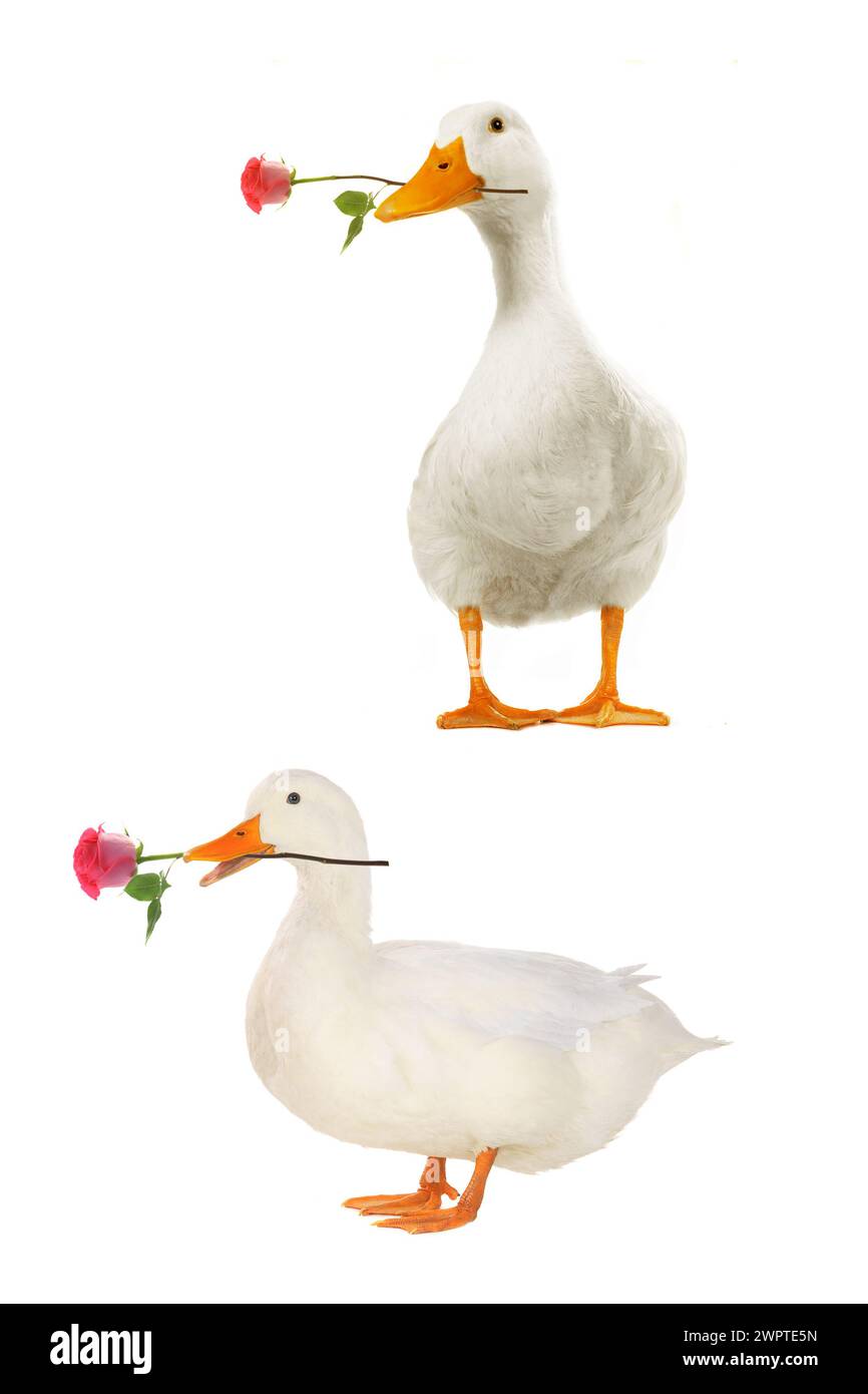 Female on a rose flower Cut Out Stock Images & Pictures - Alamy