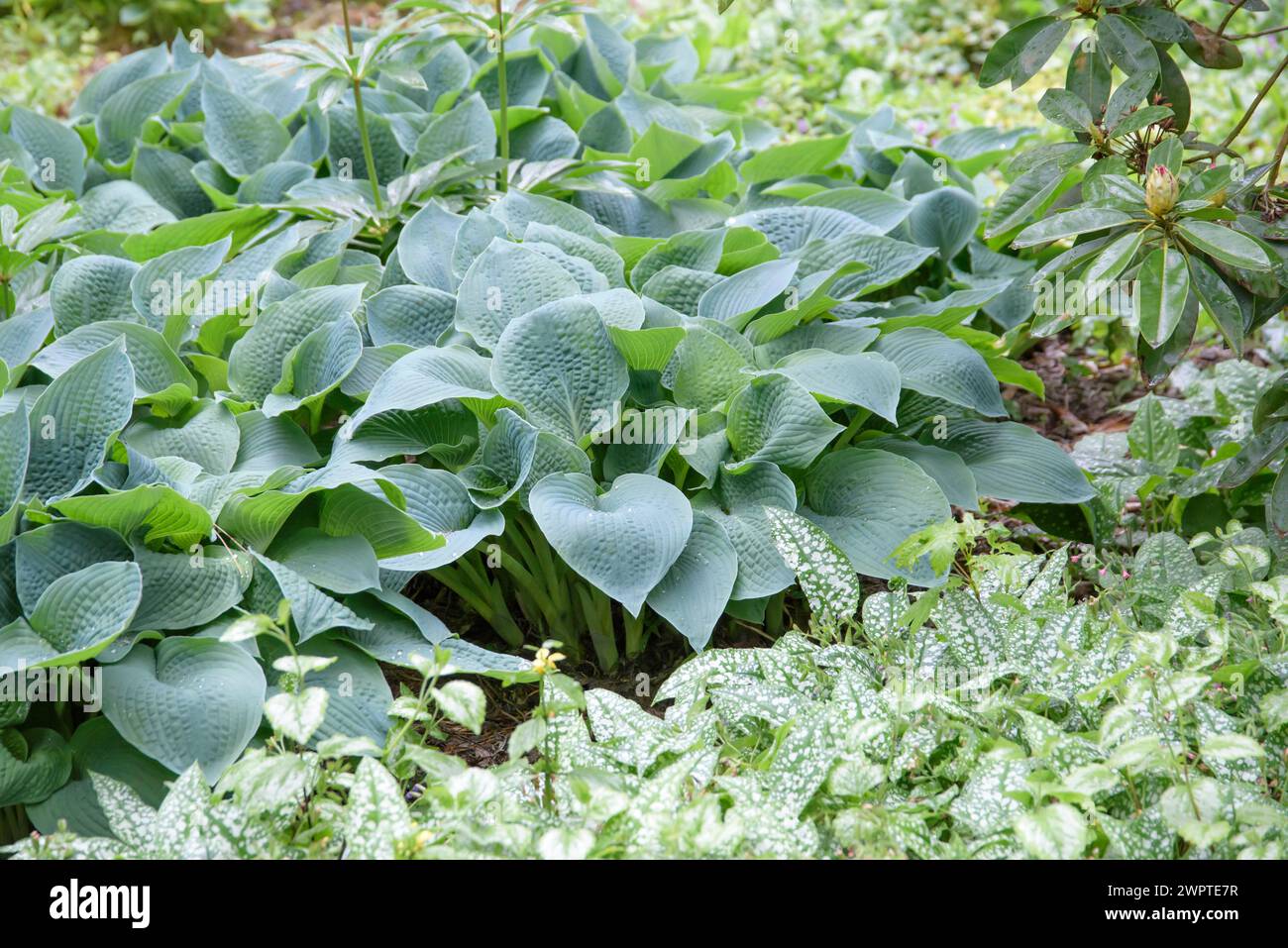 Hosta sieboldiana hi-res stock photography and images - Alamy