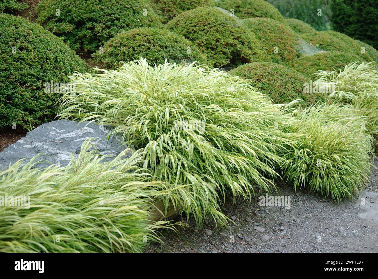 Hakonechloa hi-res stock photography and images - Alamy