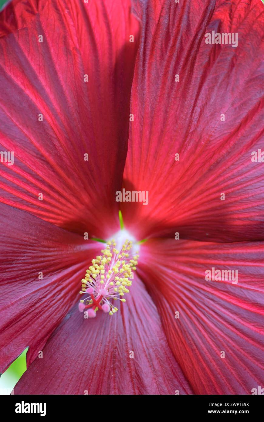 Swamp hibiscus (Hibiscus moscheutos, hybrid), Landesgartenschau 2006 ...
