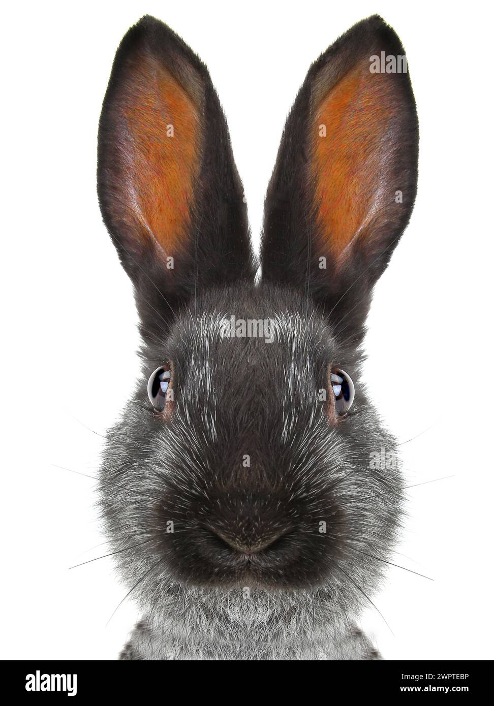 portrait rabbit on a white background Stock Photo - Alamy