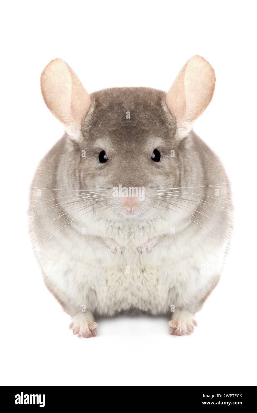 chinchilla isolated on a white background Stock Photo - Alamy