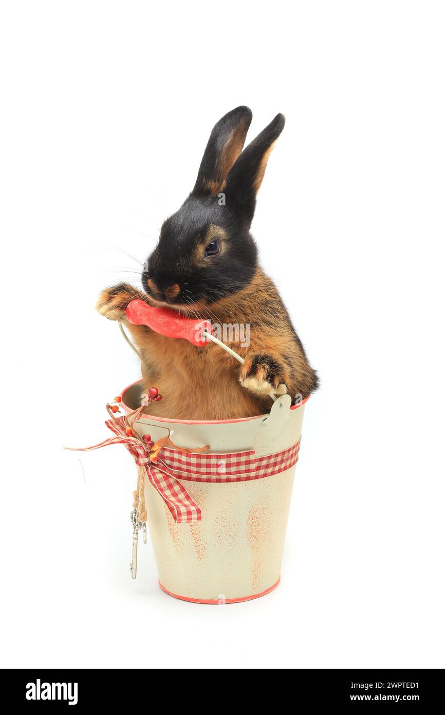 rabbit sitting in a bucket Stock Photo - Alamy