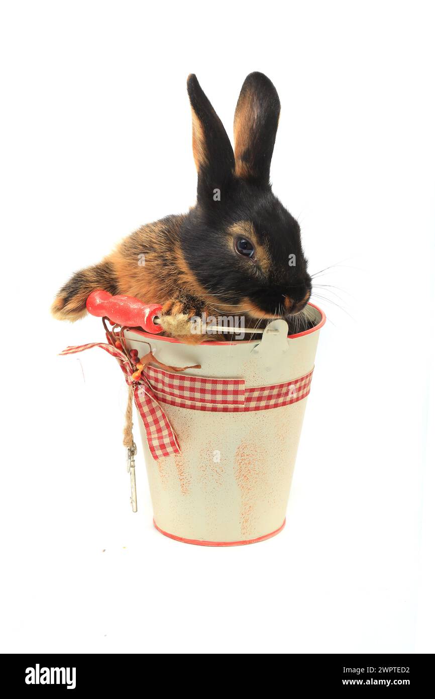 rabbit sitting in a bucket Stock Photo - Alamy