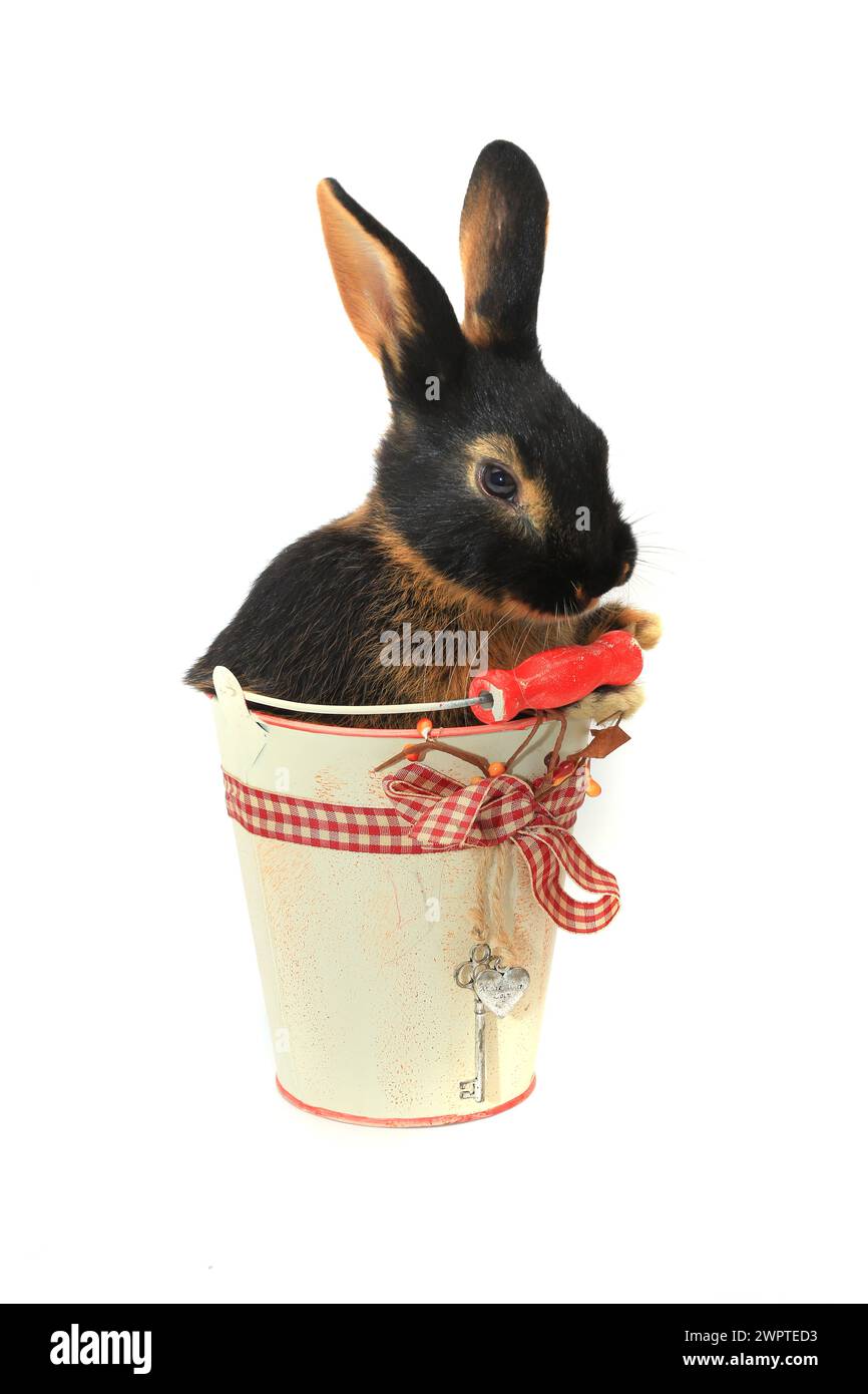 rabbit sitting in a bucket Stock Photo - Alamy