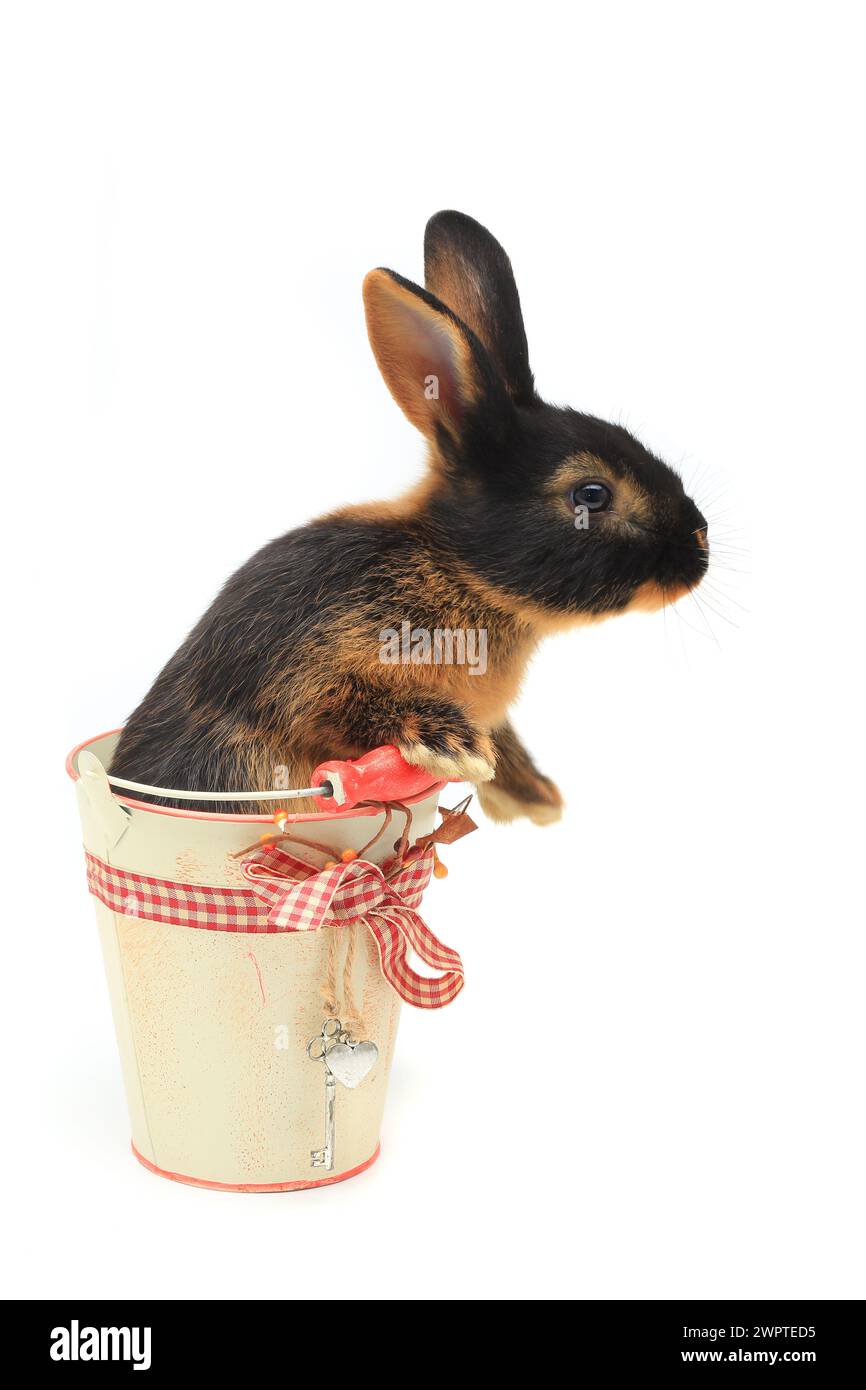 rabbit sitting in a bucket Stock Photo - Alamy