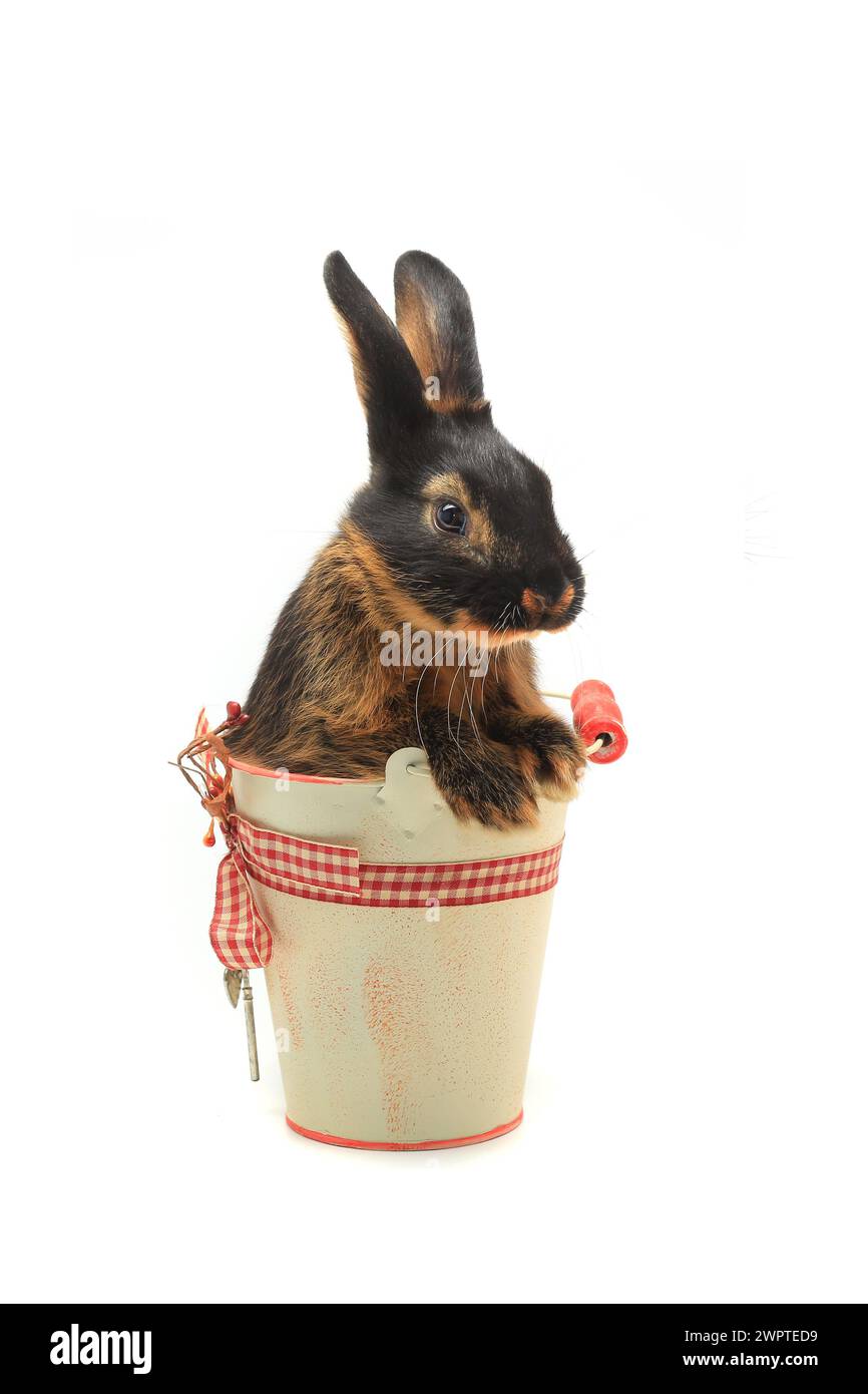 Cute dwarf rabbit in Cut Out Stock Images & Pictures - Alamy