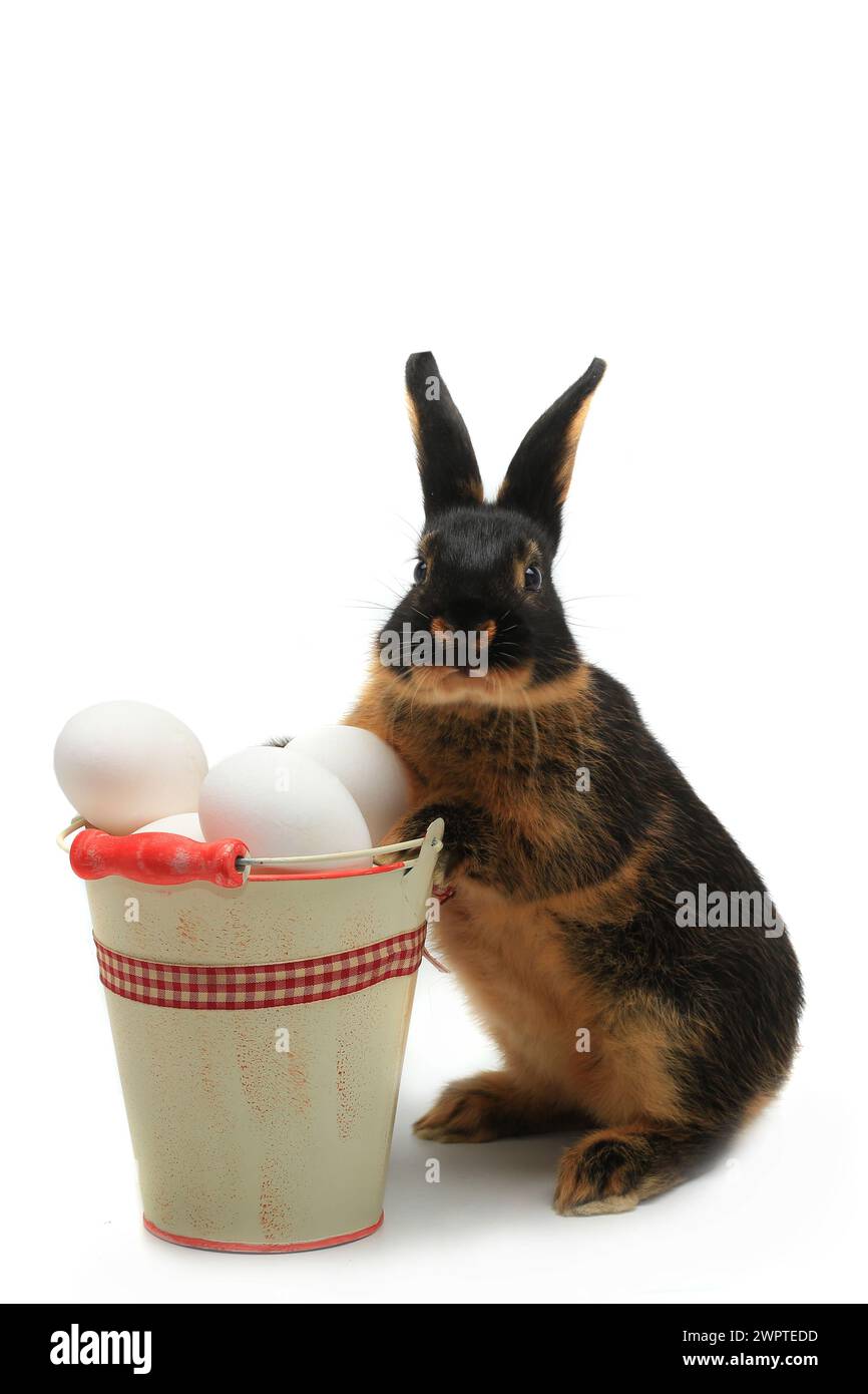 rabbit near a bucket with easter eggs Stock Photo - Alamy