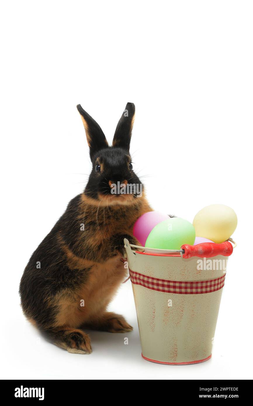 rabbit near a bucket with easter eggs Stock Photo - Alamy