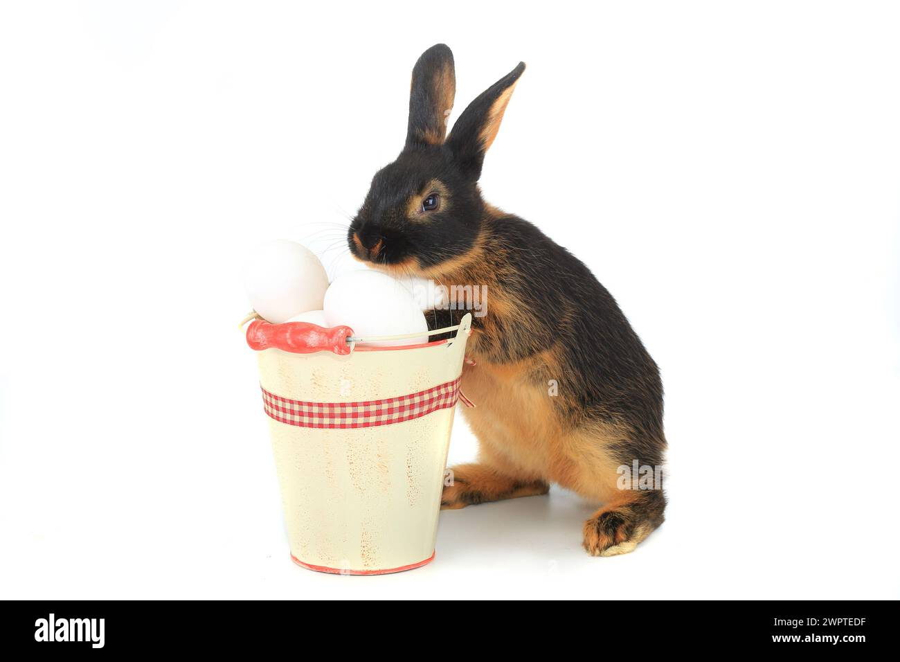 rabbit near a bucket with easter eggs Stock Photo - Alamy