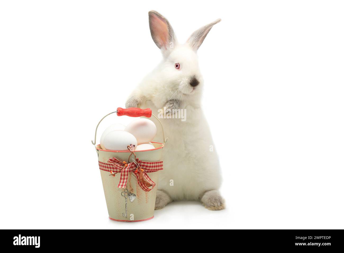 white rabbit near a bucket with easter eggs Stock Photo - Alamy