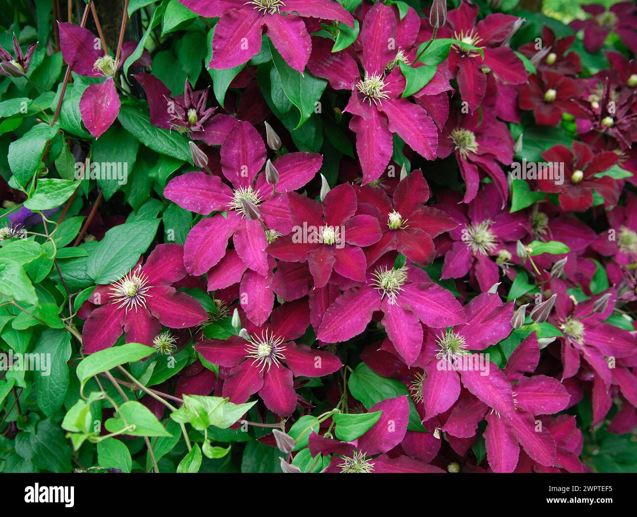 Straffan lodge hi-res stock photography and images - Alamy