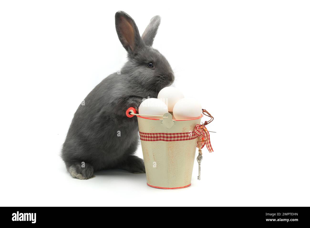 grey rabbit near a bucket with easter eggs Stock Photo - Alamy