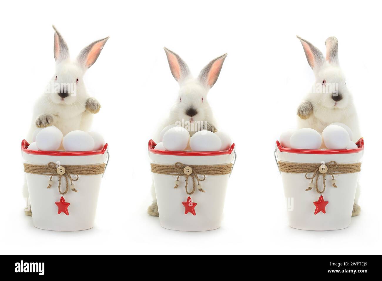 three white rabbit near a bucket with easter eggs Stock Photo - Alamy