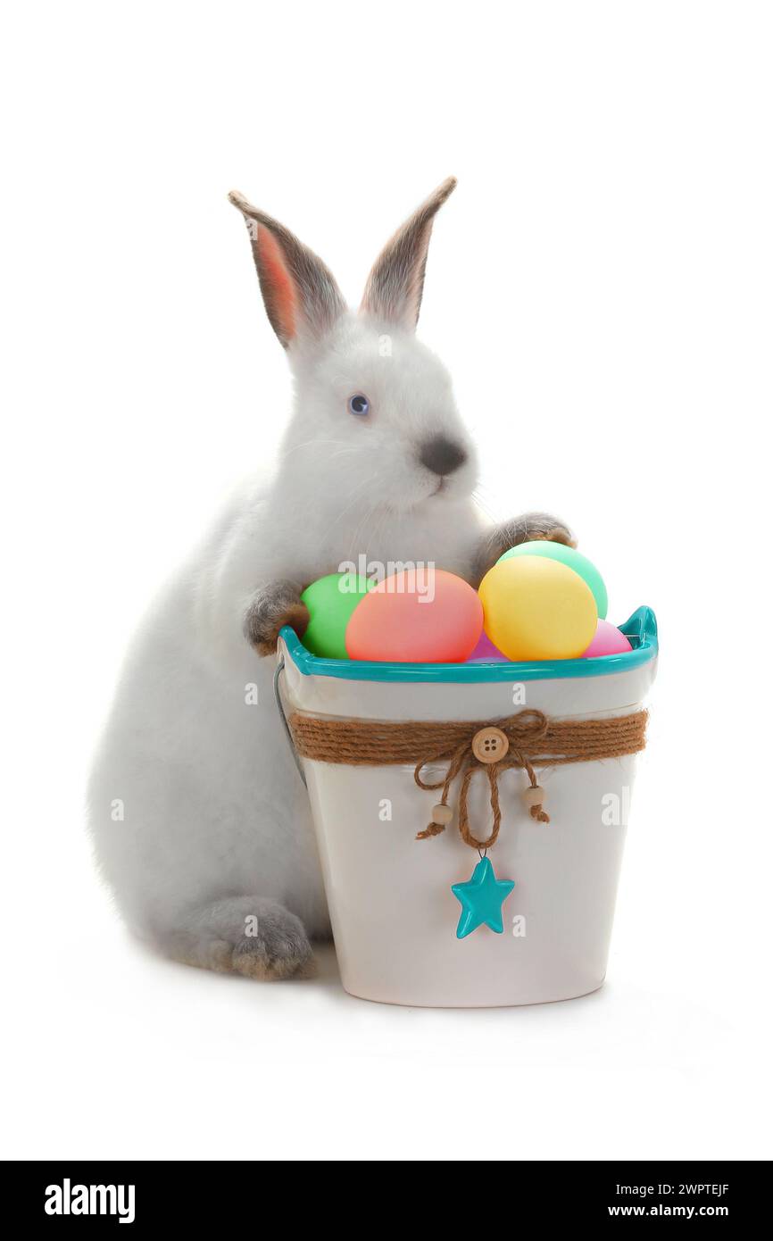 White rabbit near bucket hi-res stock photography and images - Alamy
