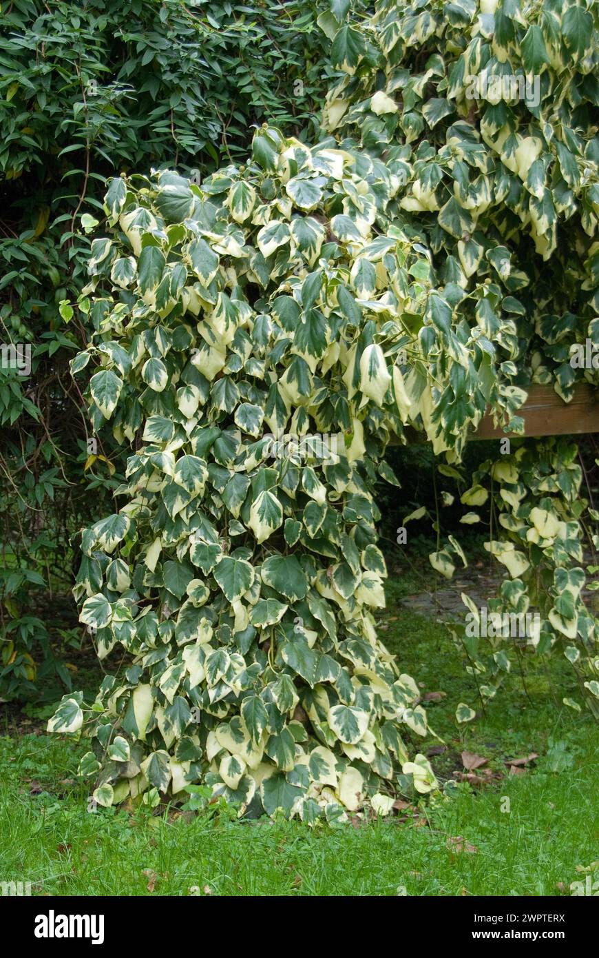Colchic ivy (Hedera colchica 'Dentata Variegata'), Westerstede, 81 ...