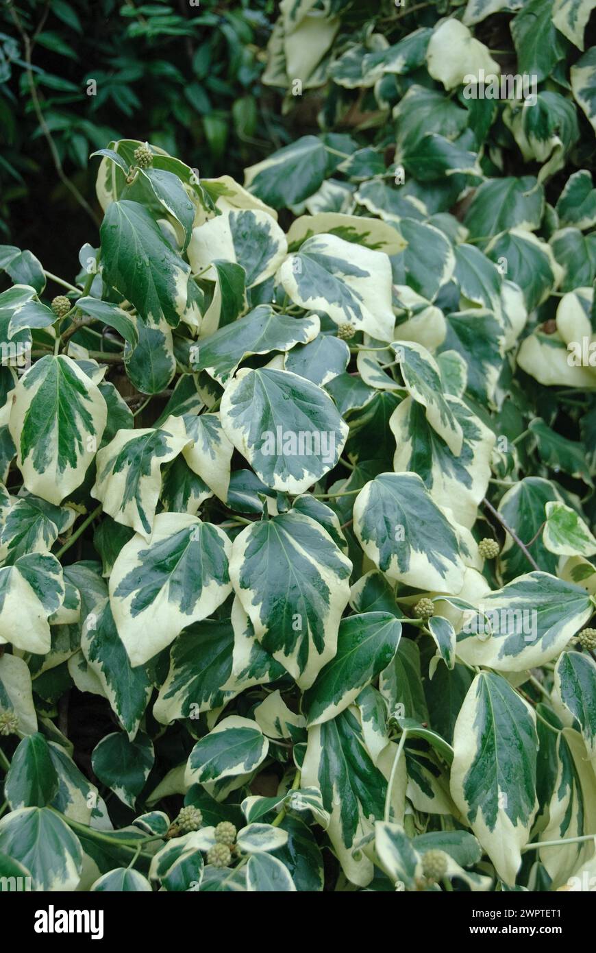 Colchic ivy (Hedera colchica 'Dentata Variegata'), Garden of the ...