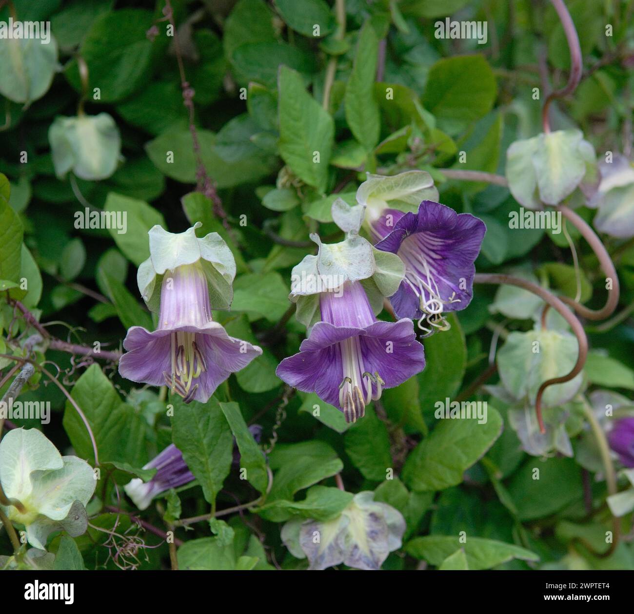 Cup and saucer vine cobaea scandens hi-res stock photography and images ...