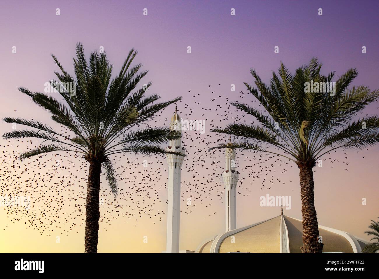 palm tree and the minaret of Hasan En Any Mosque behind it. Islamic ...