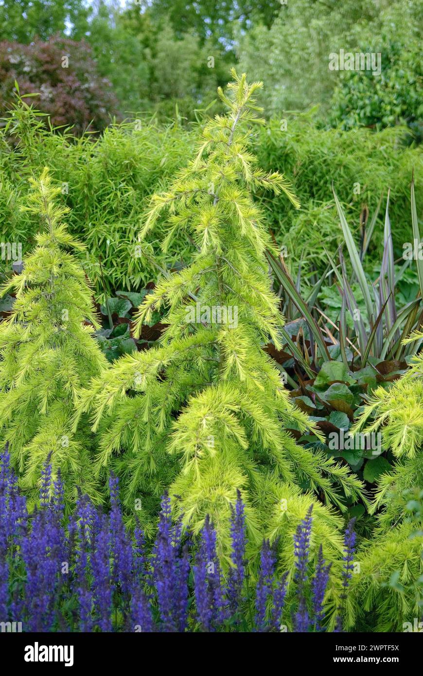 Himalayan cedar (Cedrus deodara 'Golden Horizon'), De Tuinen van ...
