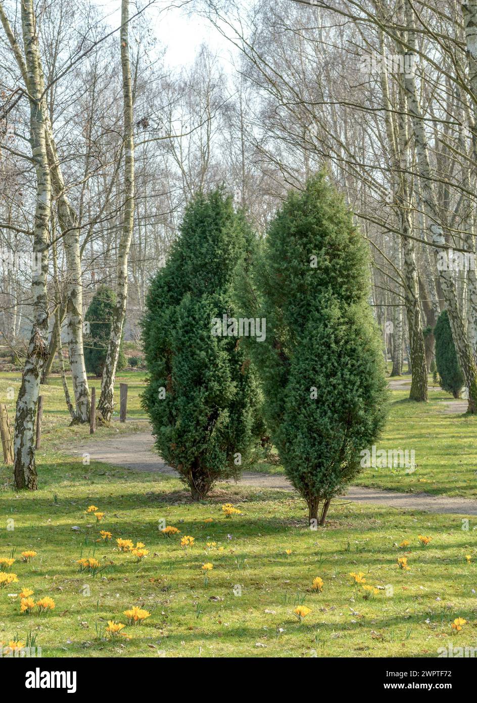 Common common juniper (Juniperus communis), Britzer Garten, Berlin ...