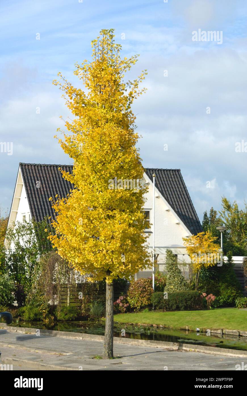Maidenhair tree (Ginkgo biloba 'Princeton Sentry'), Zuid-Holland ...