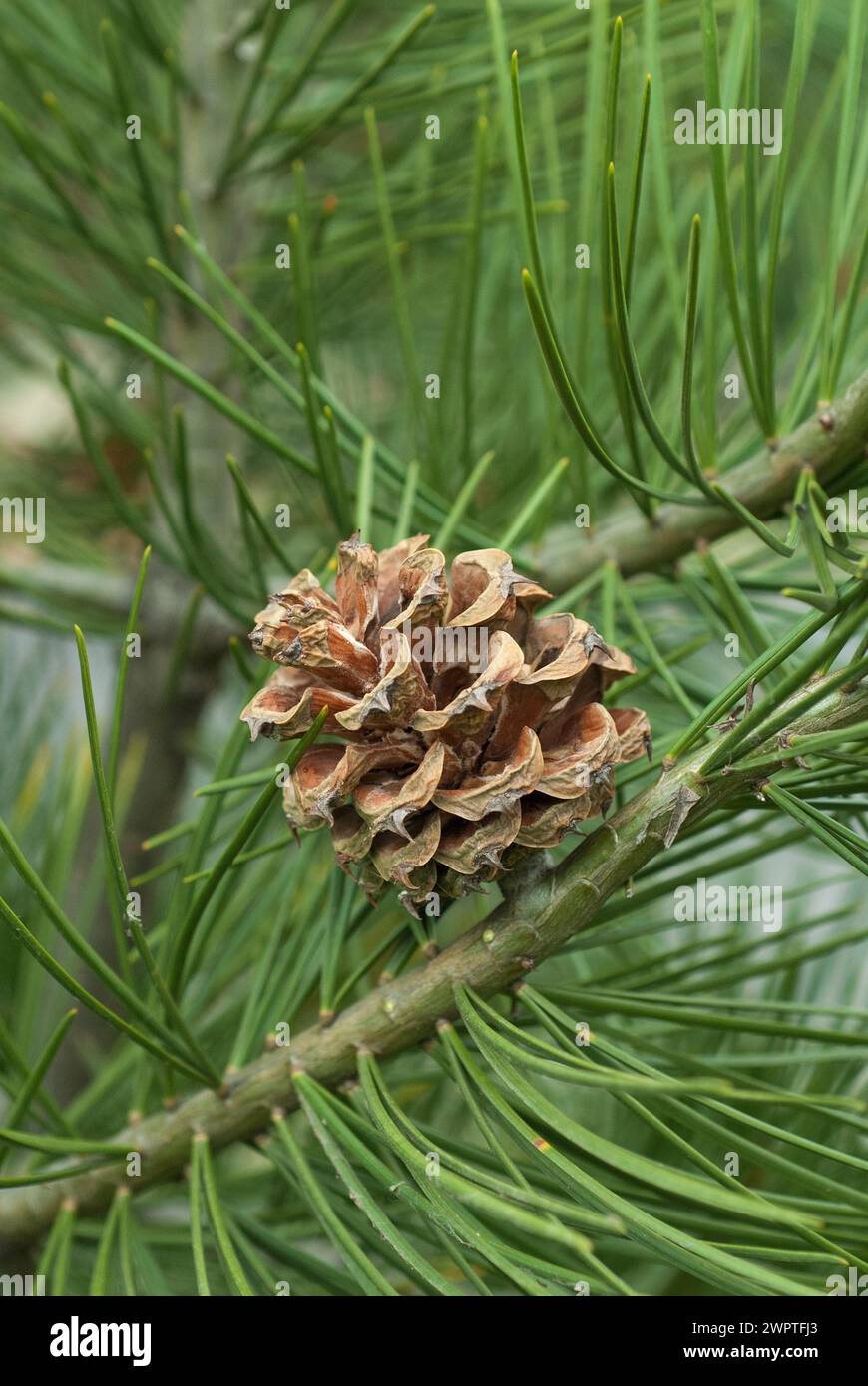 Pinus bungeana hi-res stock photography and images - Alamy