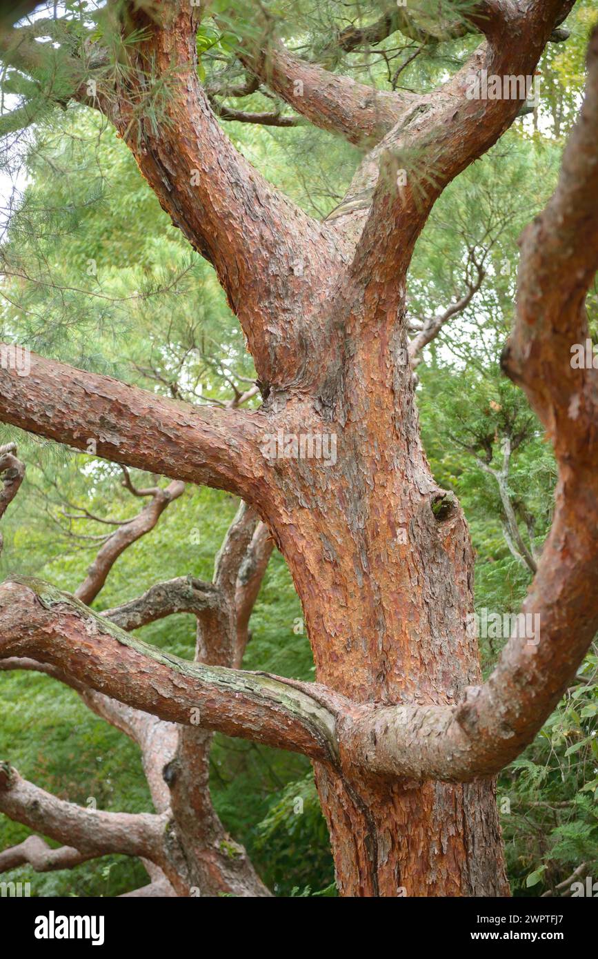 Japanese red pine (Pinus densiflora), Super Rindo Forest Road, Kyoto, Honshu, Japan Stock Photo ...