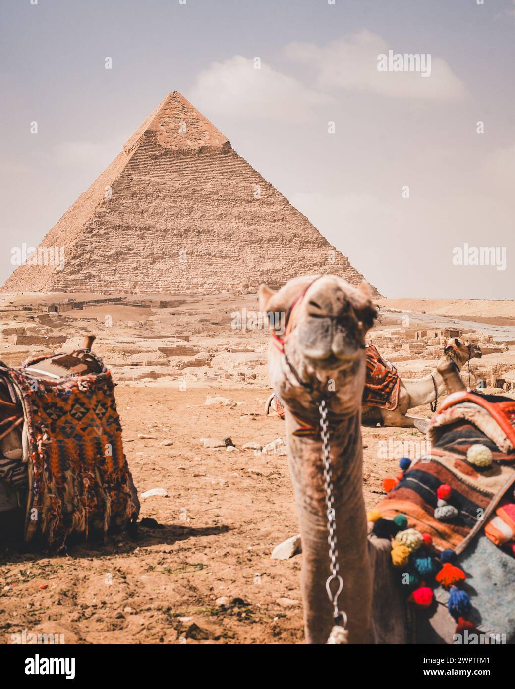 A camel in front of the pyramid complex of Giza Stock Photo - Alamy