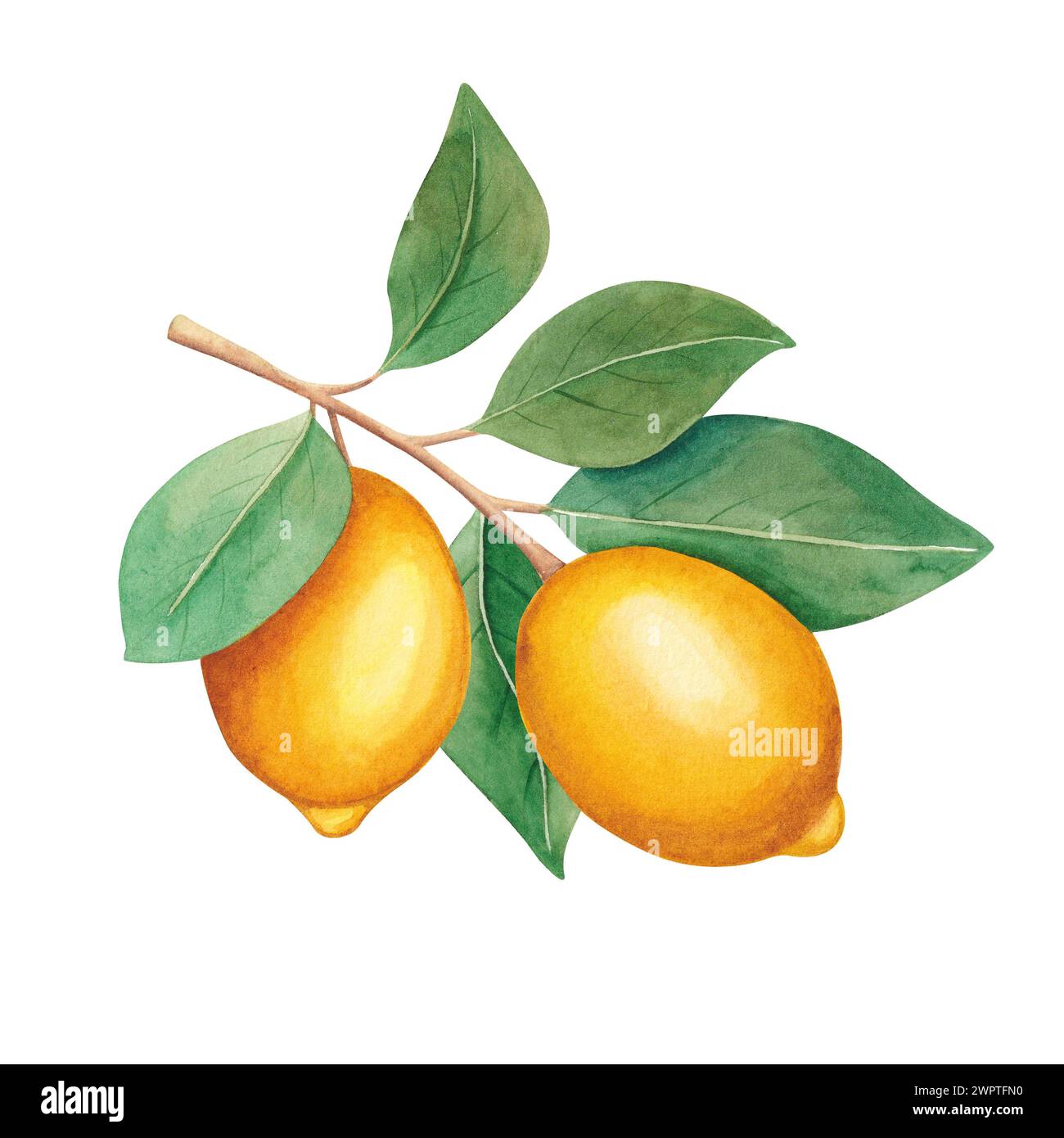 Watercolor lemon branch isolated on white background. Hand drawn botanical illustration Stock ...