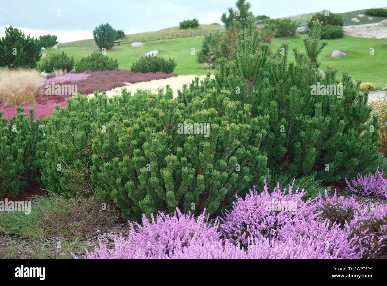 Krummholz tree hi-res stock photography and images - Alamy