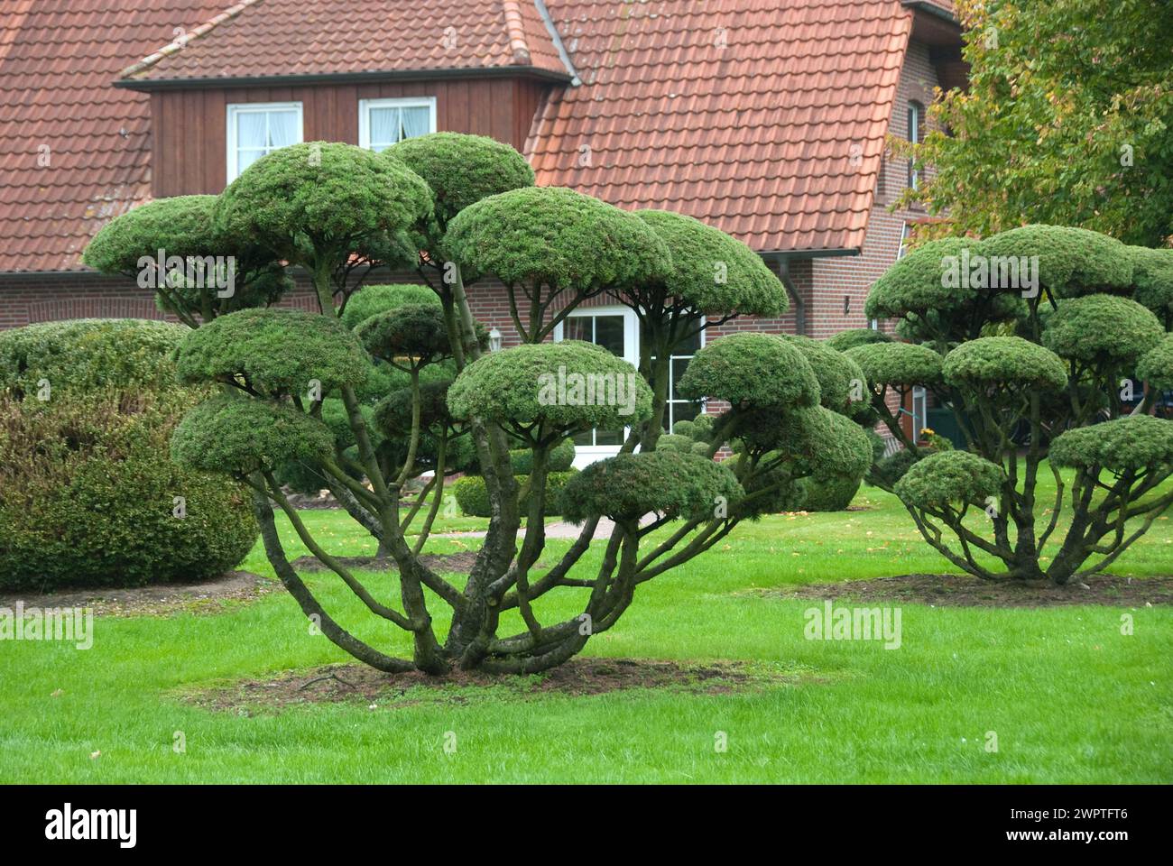 Garden bonsai, krummholz pine (Pinus mugo subsp. mugo Stock Photo - Alamy