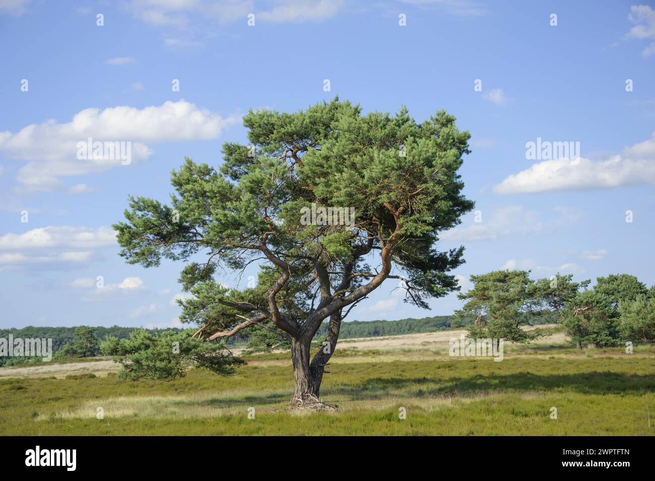 Scots pine (Pinus sylvestris), pine tree in the Hoog Buurlose Heide ...