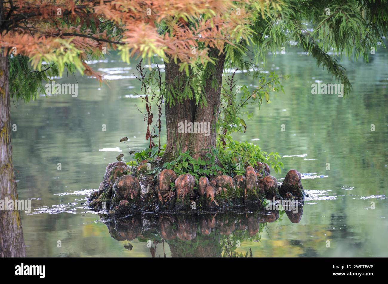 Marsh root hi-res stock photography and images - Alamy