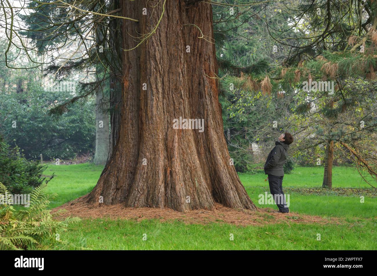 Mountain giant sequoia (Sequoiadendron giganteum), Putbus Castle Park ...