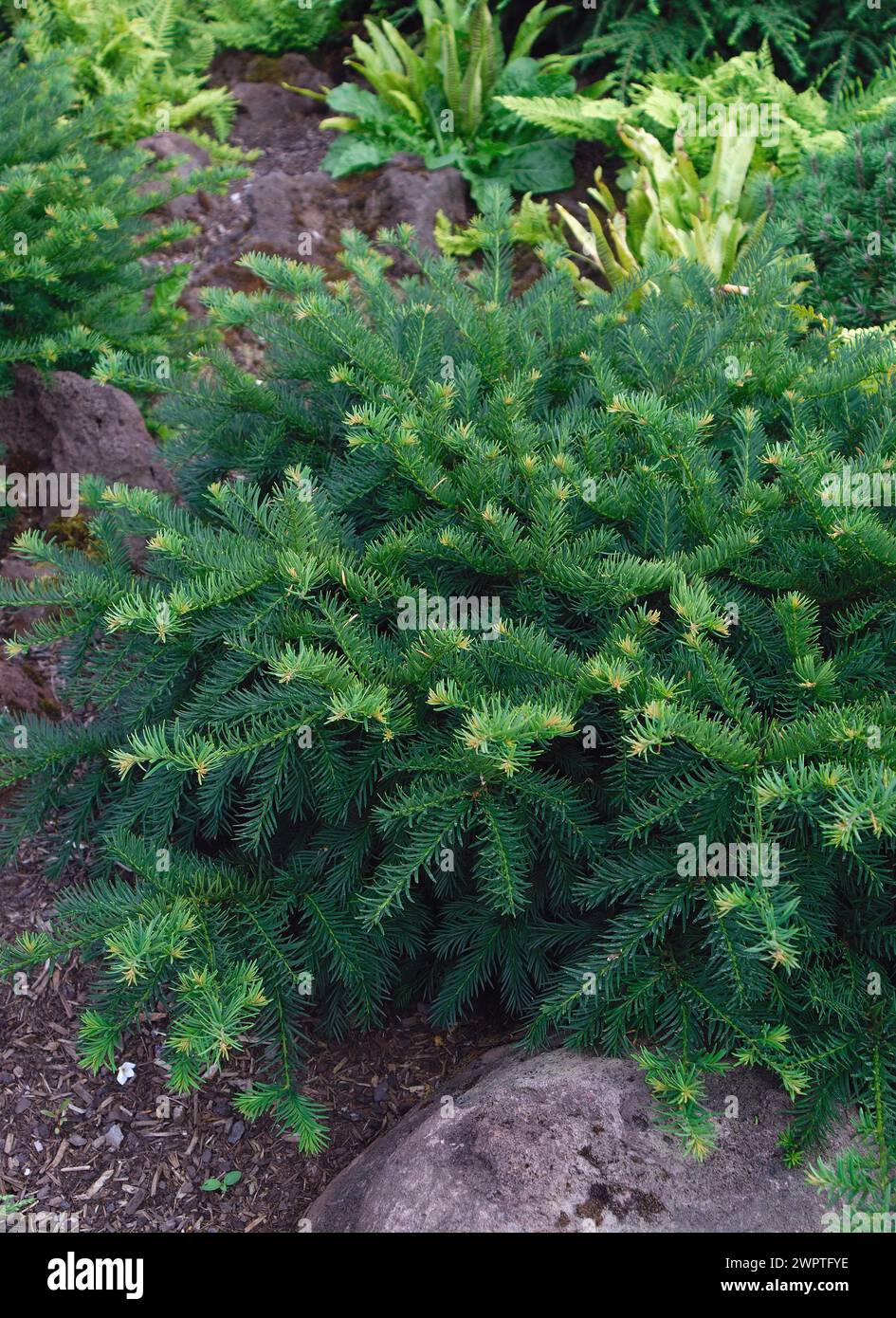 Taxus baccata 'Repandens' Stock Photo - Alamy