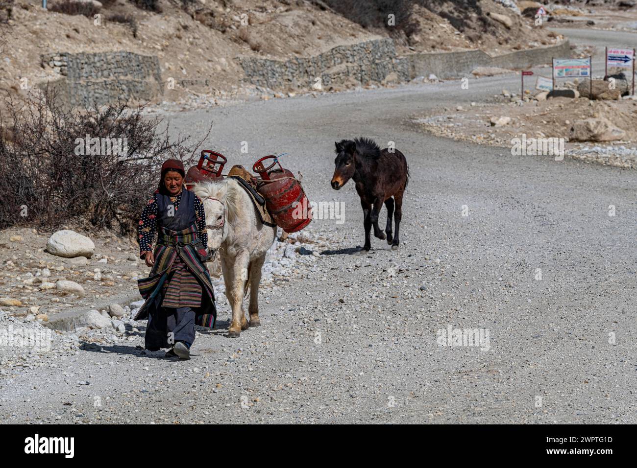Tibetan women walking with her horse, Garphu, Kingdom of Mustang, Nepal ...