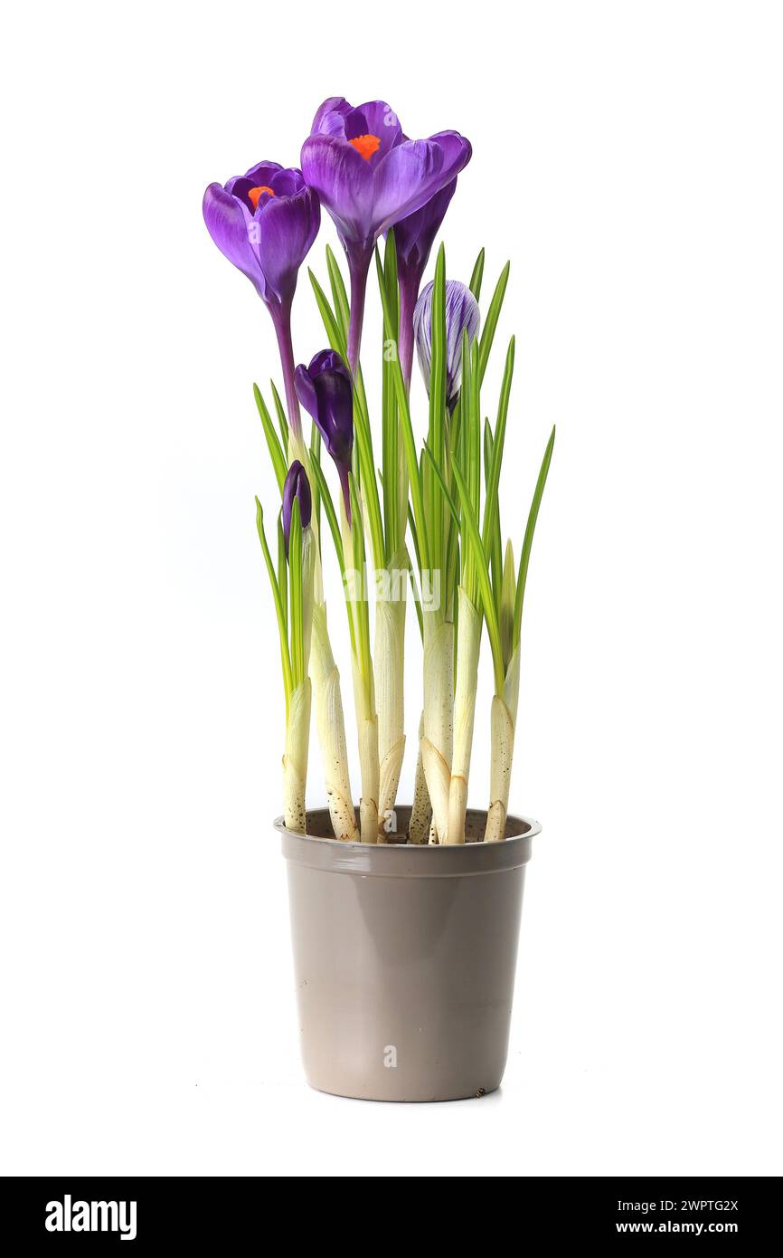 White snowdrop on spring meadow Cut Out Stock Images & Pictures - Alamy