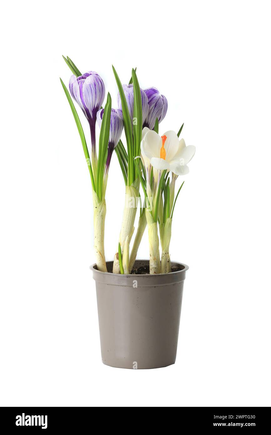 purple crocuses on a white background Stock Photo - Alamy