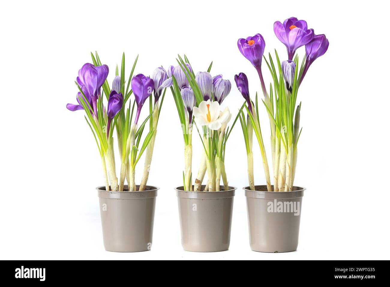 Group crocuses on background hi-res stock photography and images - Alamy