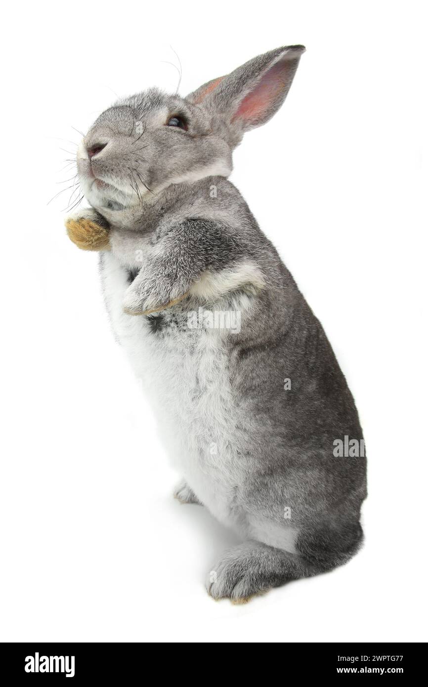 rabbit standing on hinder legs on a white background Stock Photo - Alamy
