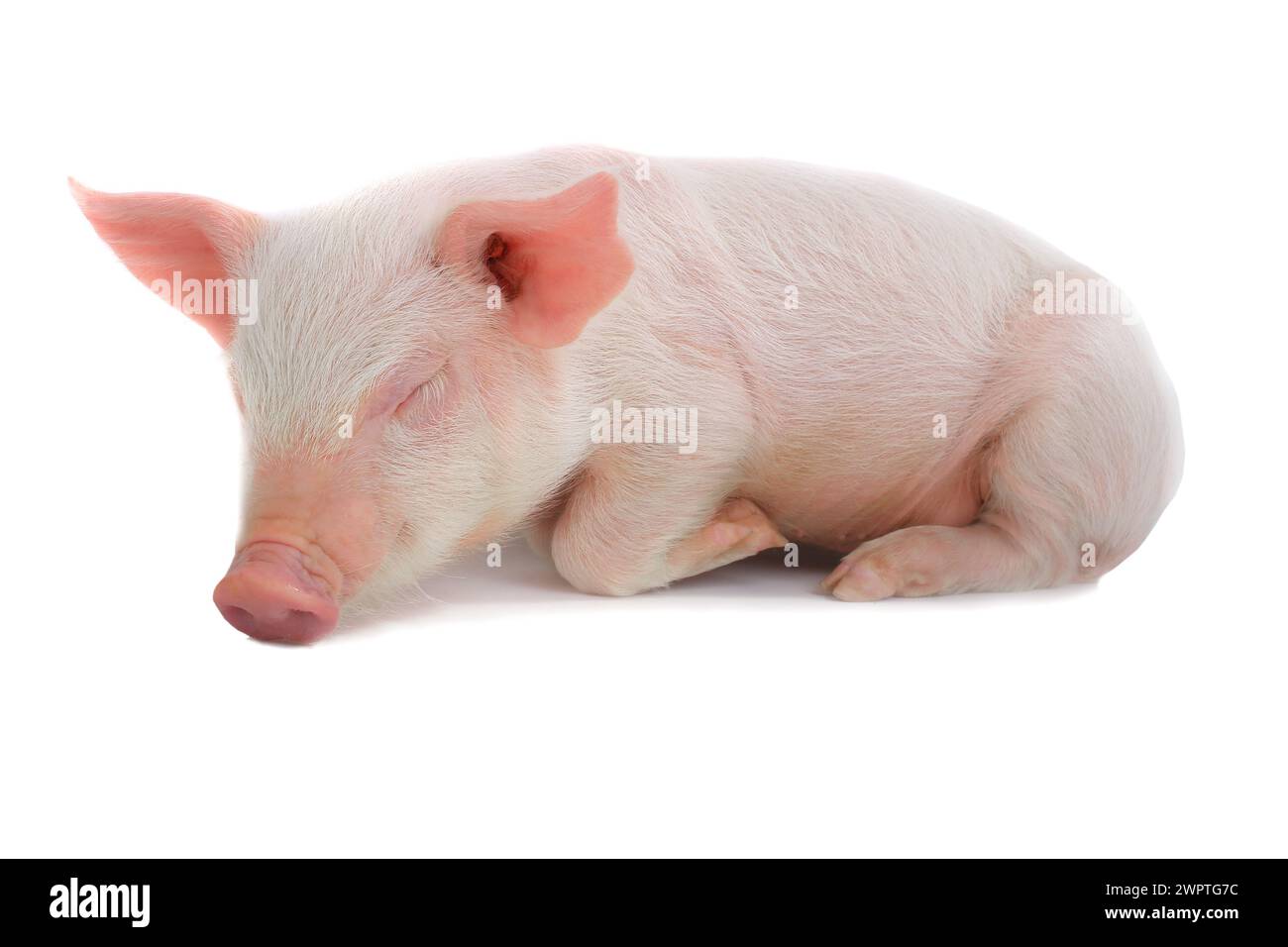 sleeping pig on a white background. studio Stock Photo - Alamy