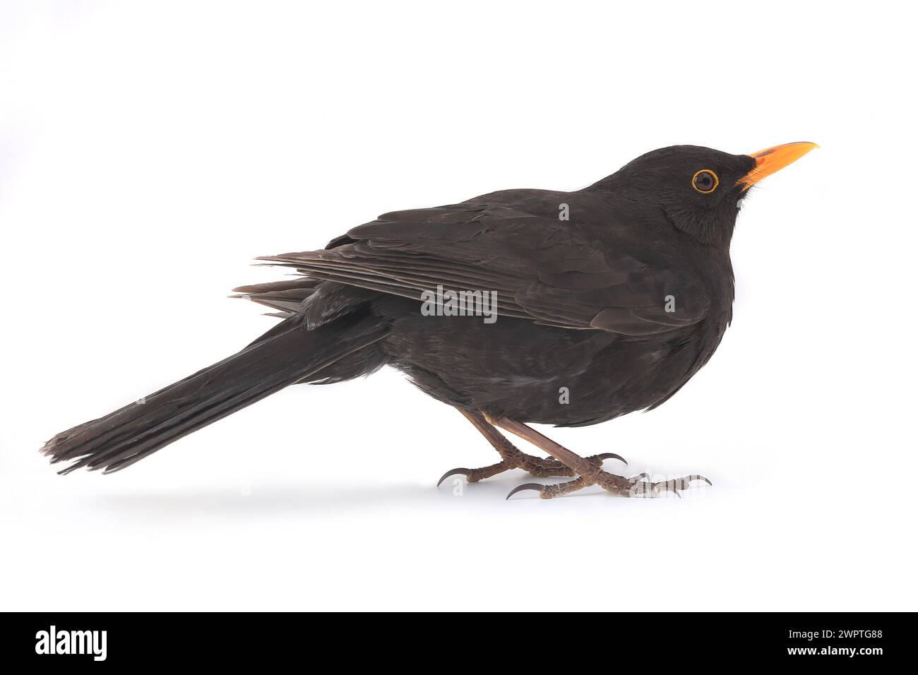 turdus merula - blackbird isolated on white background Stock Photo - Alamy